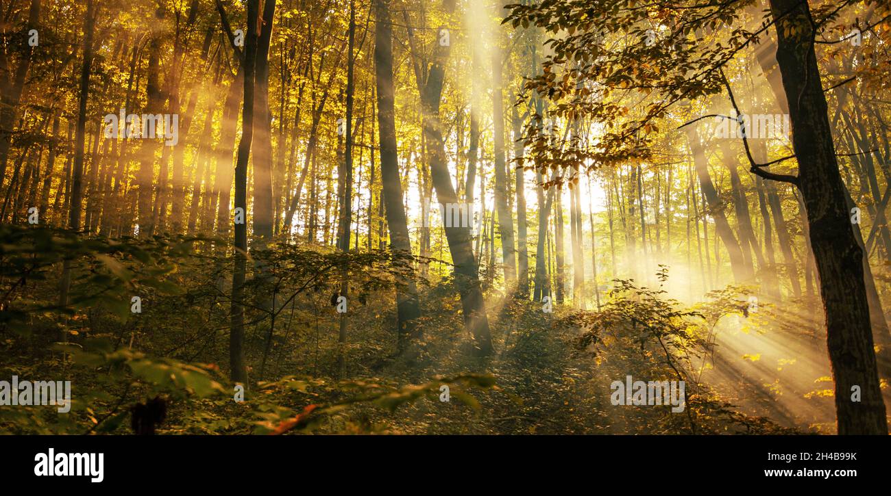 The rays of the sun in the autumn misty forest Stock Photo - Alamy