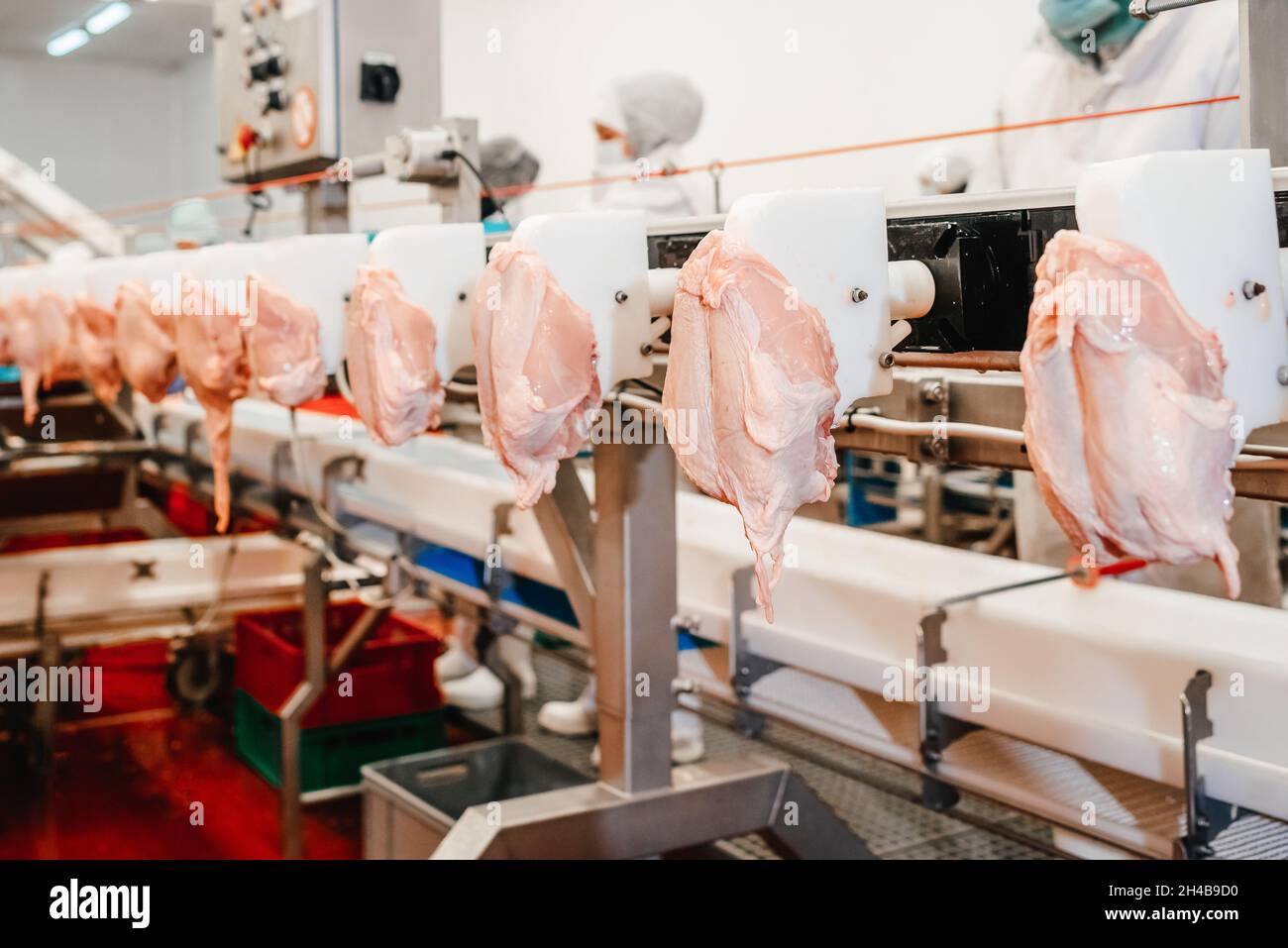 Meat processing plant.Chicken fillet production line .Automated ...
