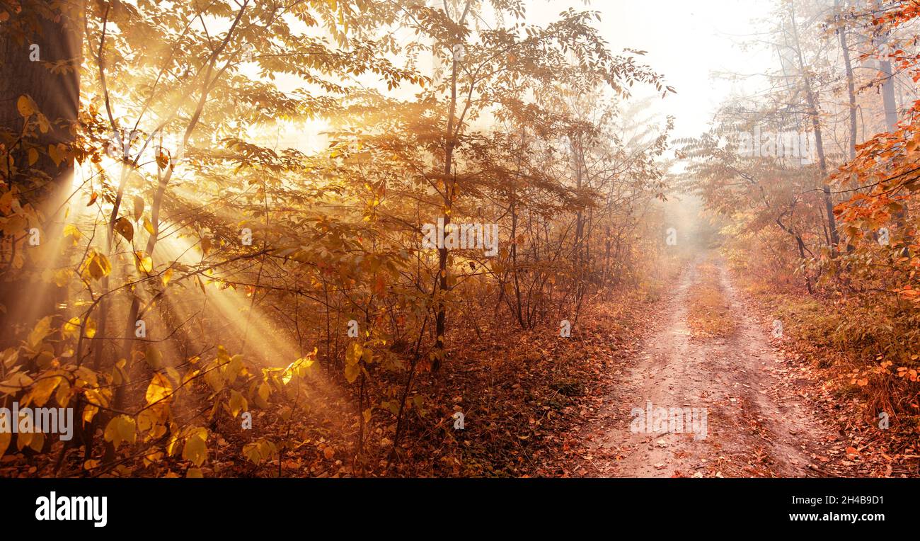 The rays of the sun in the autumn misty forest Stock Photo - Alamy