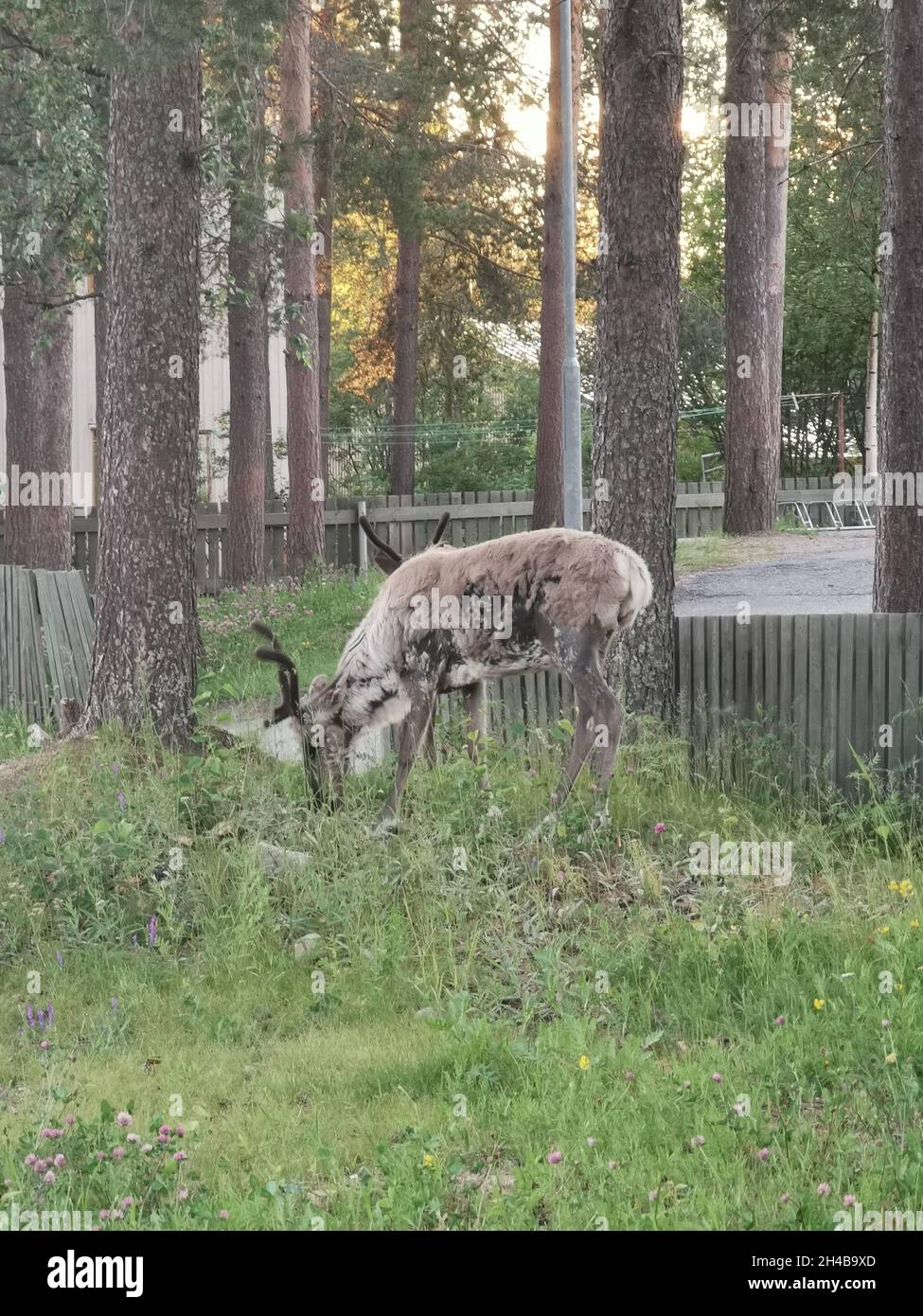 Sick deer hi-res stock photography and images - Alamy