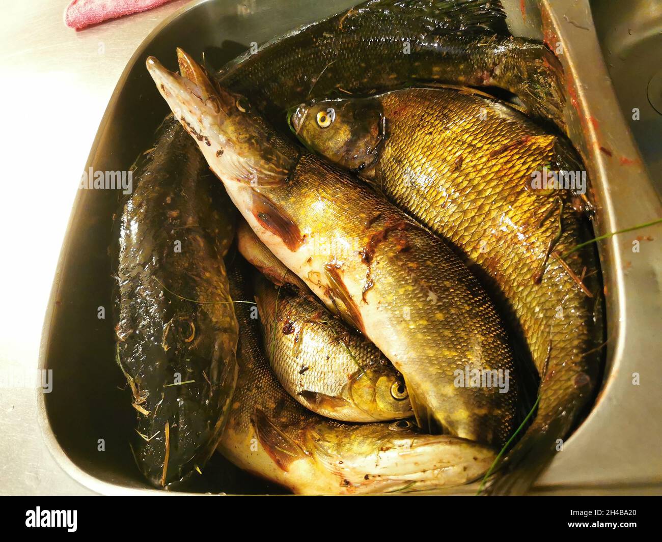 Carp fish caught in net hi-res stock photography and images - Alamy