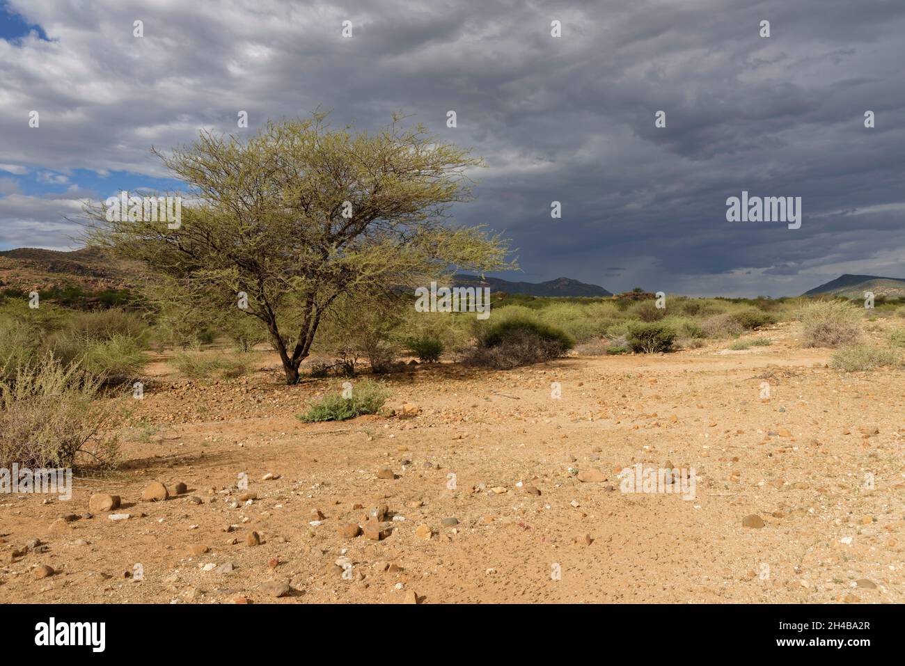 Arid farmland in rainy season on Farm Omandumba-Ost in the Erongo ...