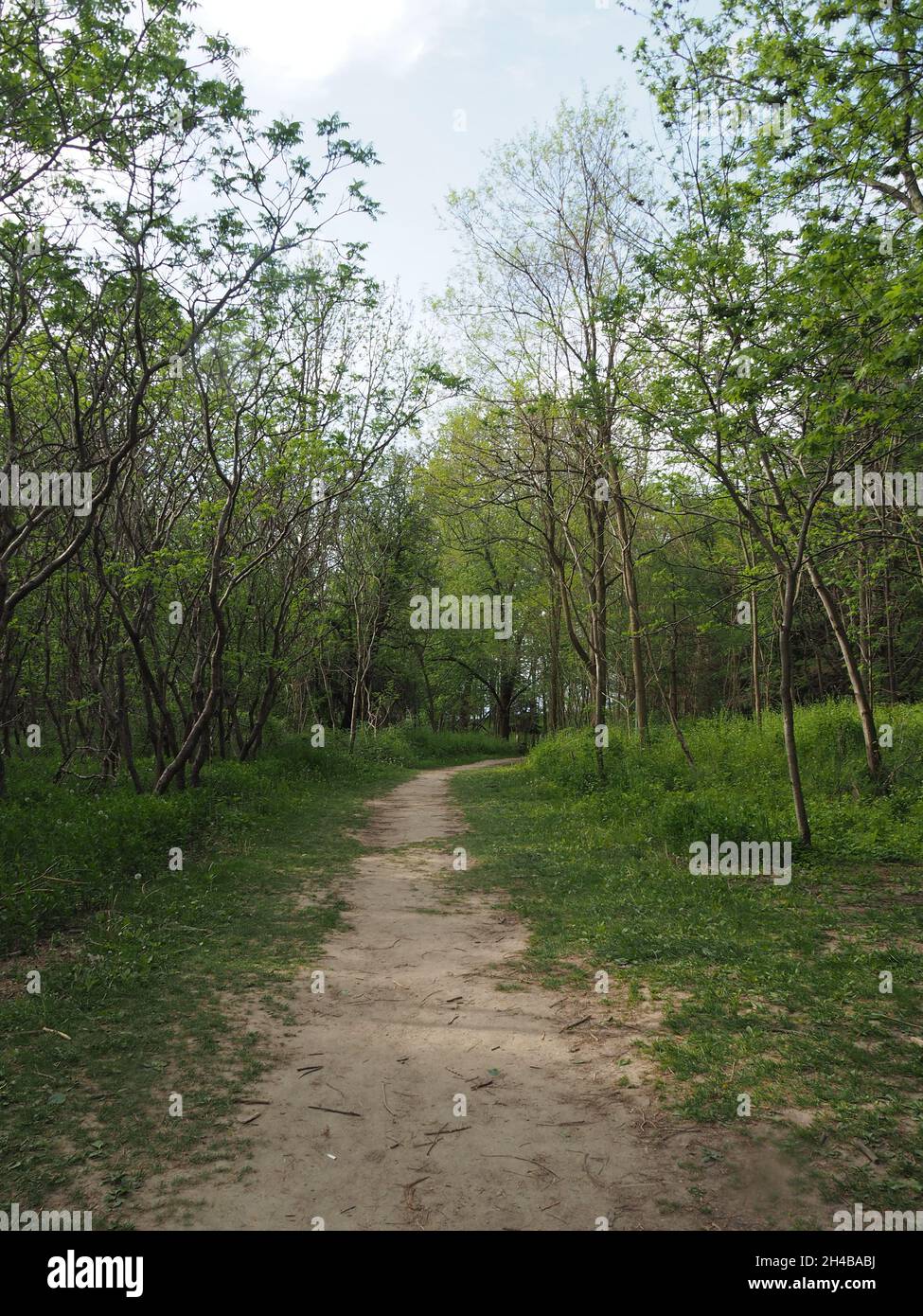 Landscape with a pathway surrounded by trees and greenery Stock Photo ...