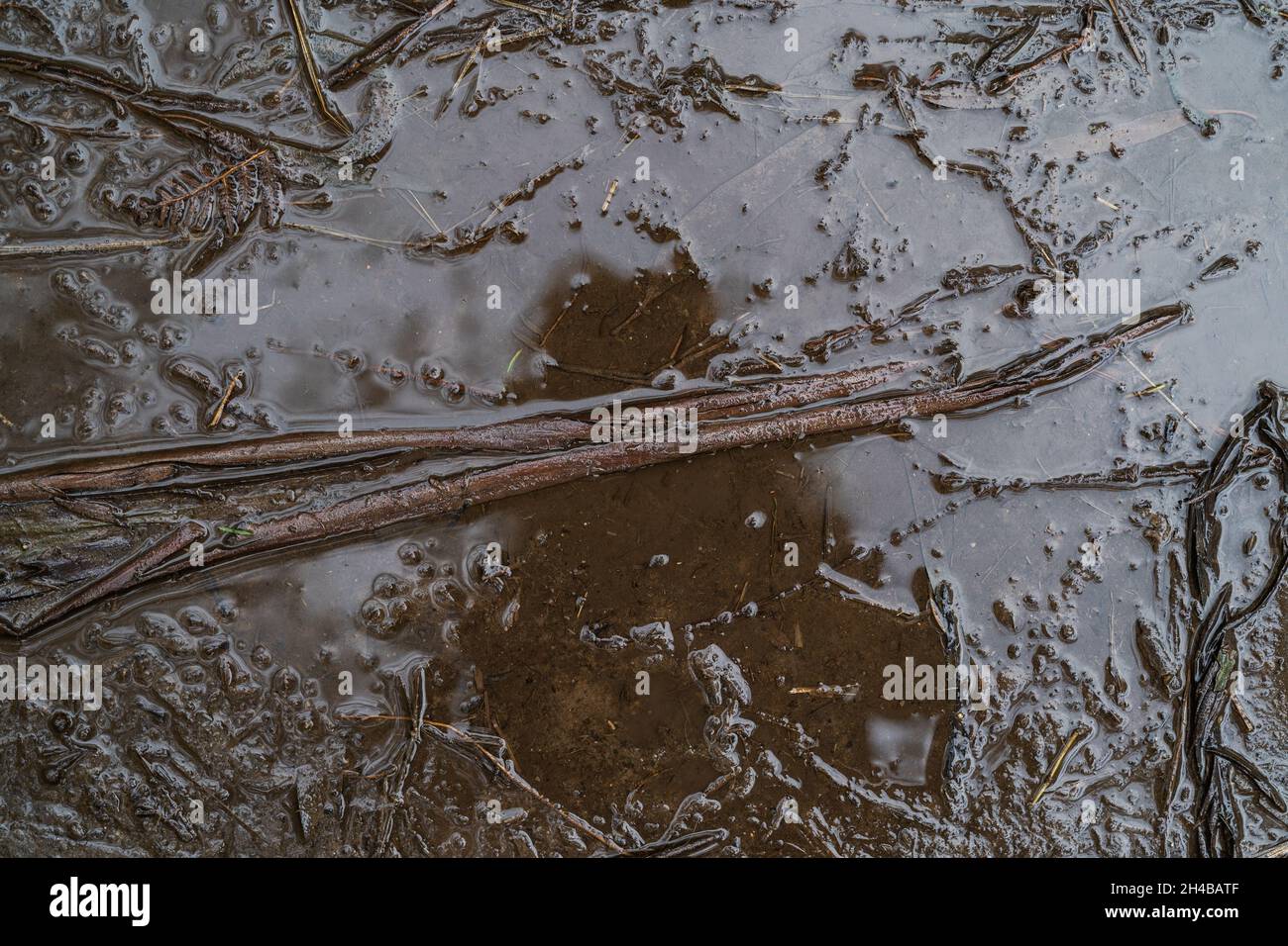 Closeup of rainwater on the dirt in a park in the daylight Stock Photo ...