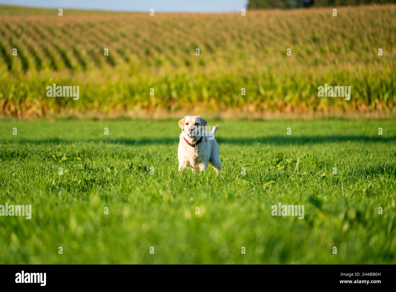 Cute Labrador Retriever dog in the field Stock Photo - Alamy