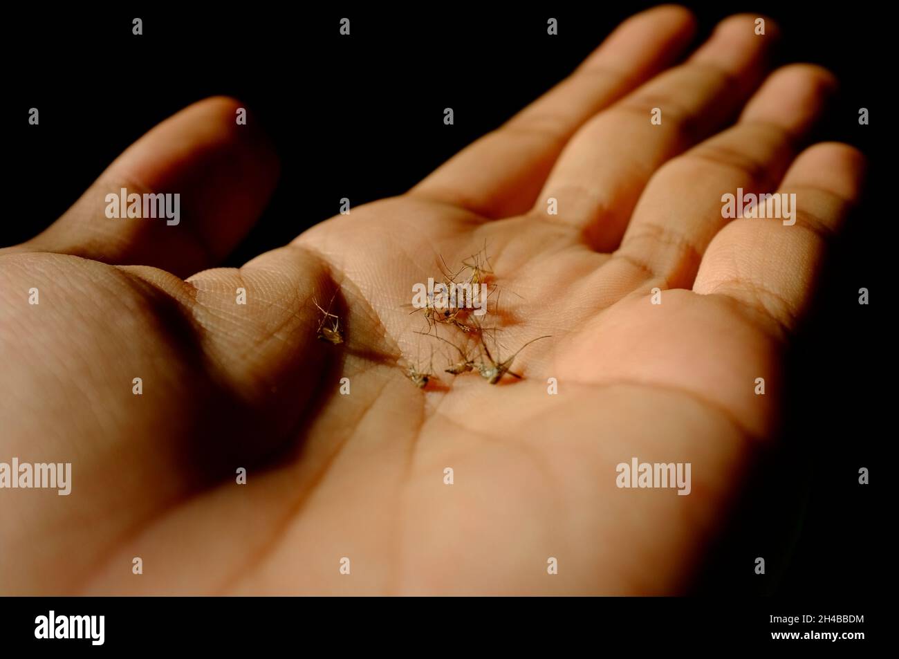 Dead Mosquito In Hand Stock Photo - Alamy