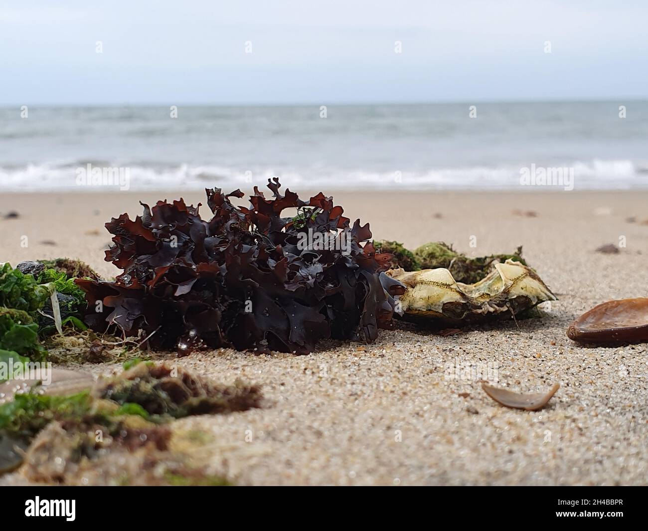 Wit strand hi-res stock photography and images - Alamy