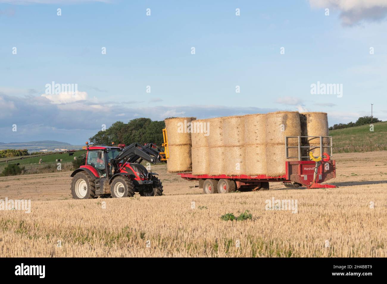 A Red Tractor Loading Straw Bales onto a Trailer in a Recently ...