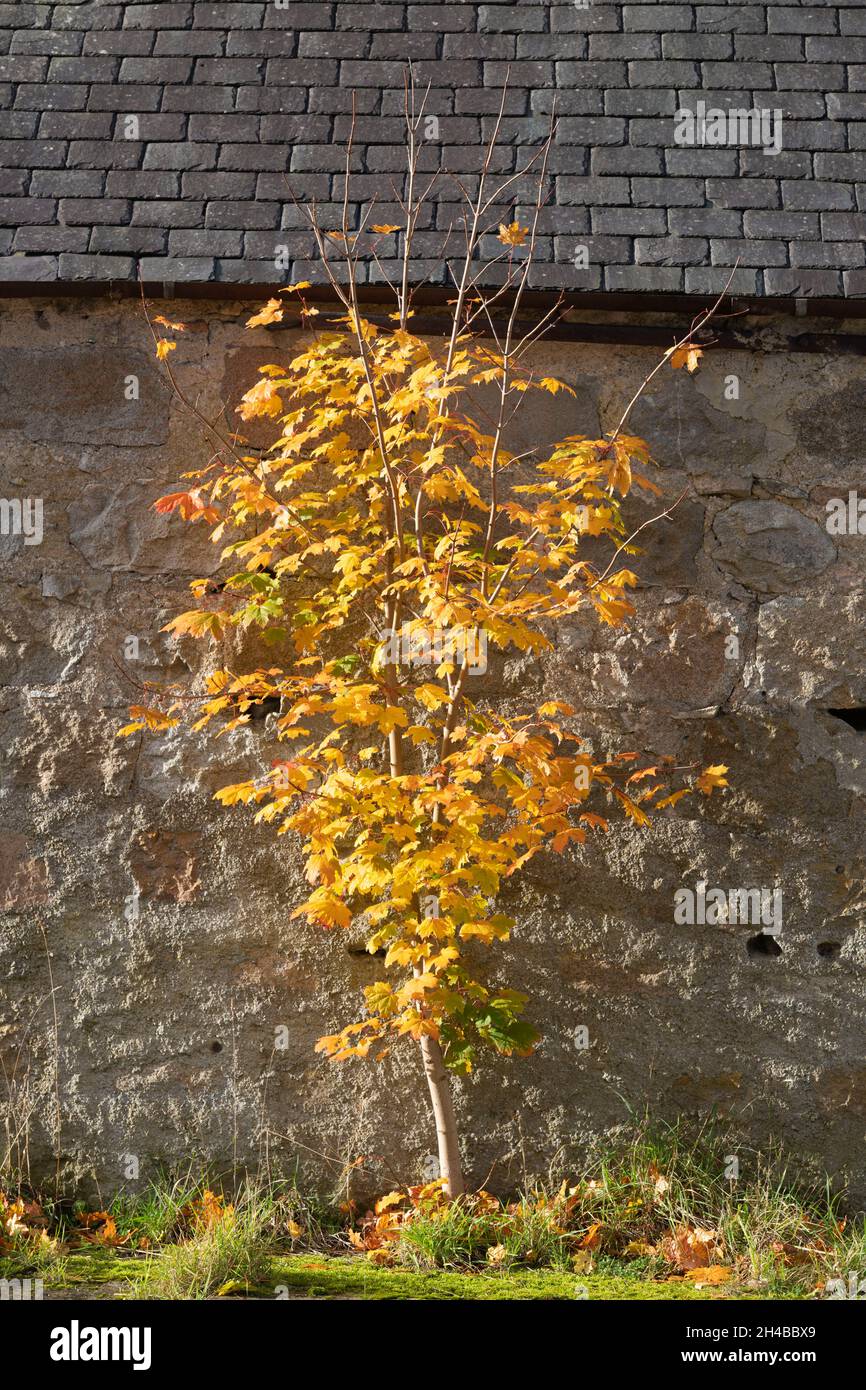 Colourful Autumn Leaves on a Maple Sapling which has Seeded at the ...