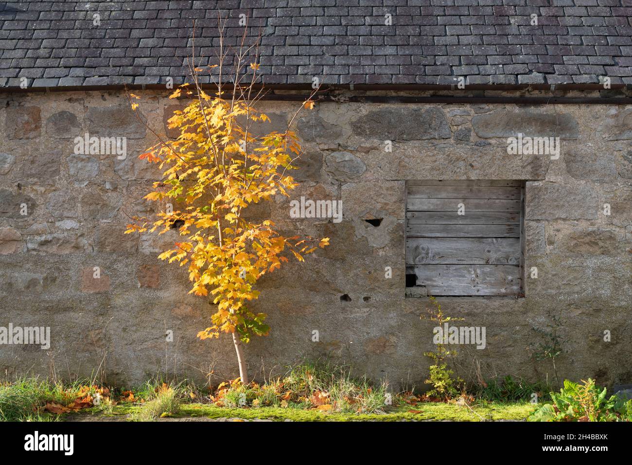 A Maple Sapling with Colourful Autumn Foliage Growing at the Base of an ...