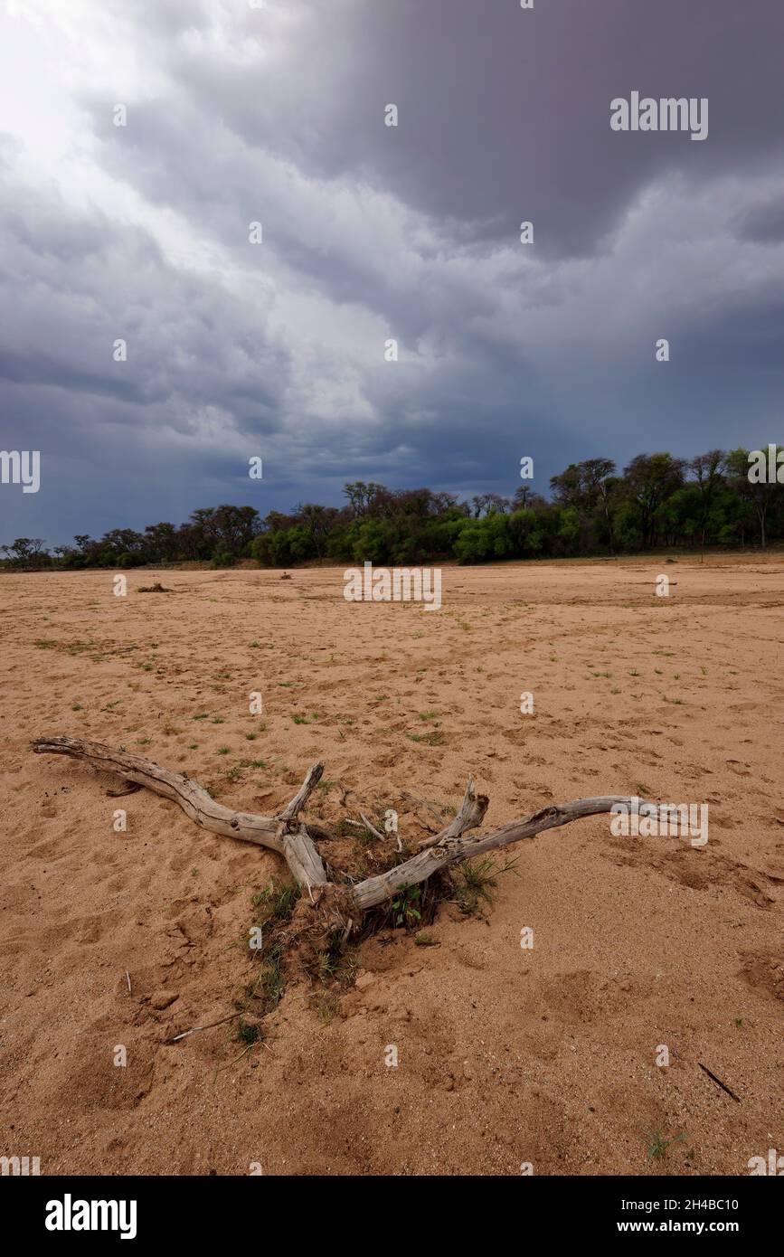 Farm Ozondjisse: Branch of a dead tree in the dried out bed of the ...