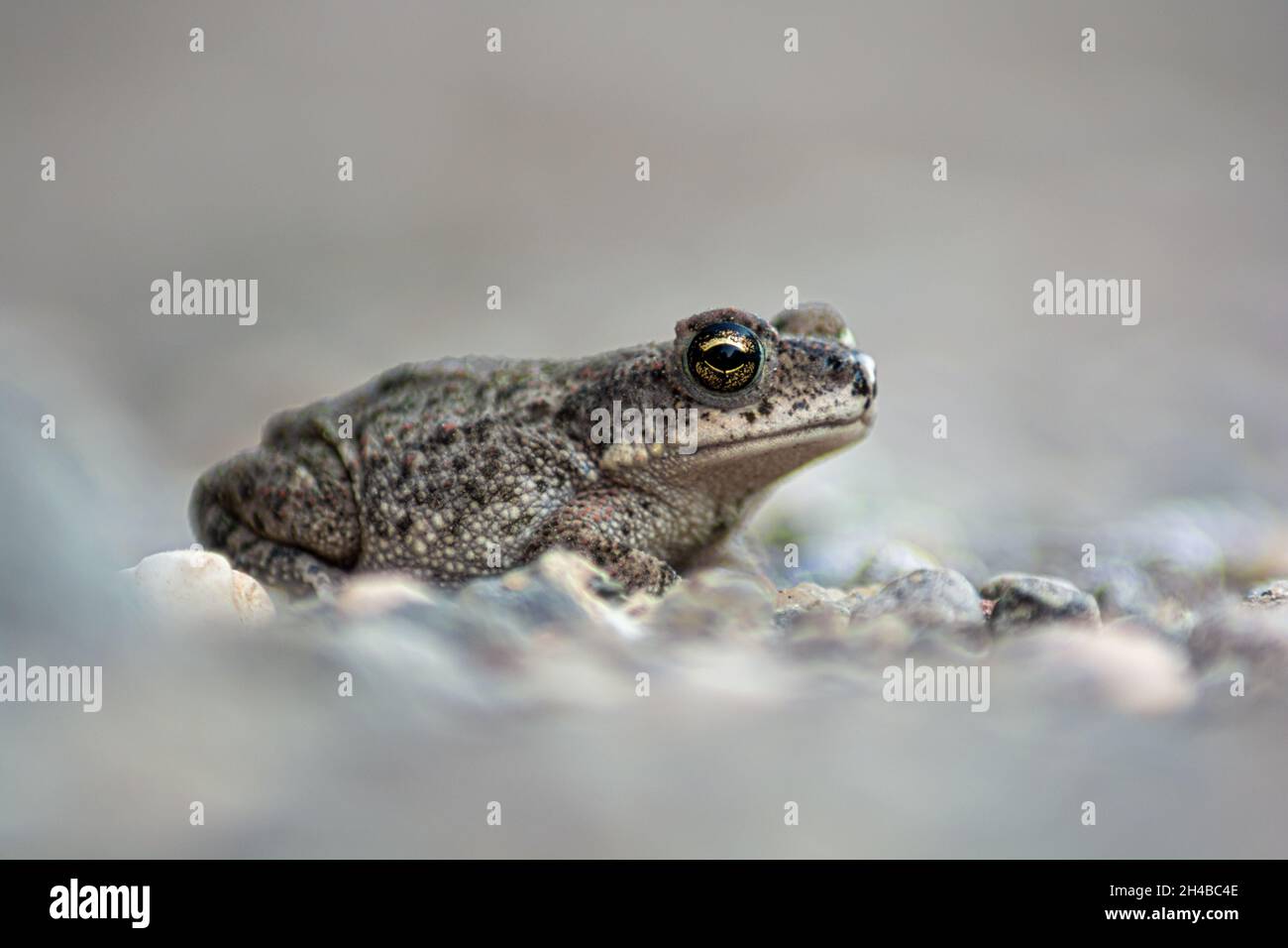 Beautiful macro shot of a True toad looking at the front; side view ...