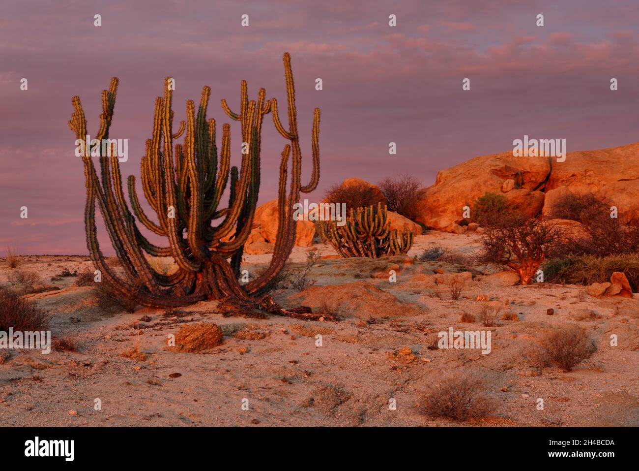 Farm Wüstenquell (Wuestenquell Guest Farm): Euphorbia (euphorbia virosa ...