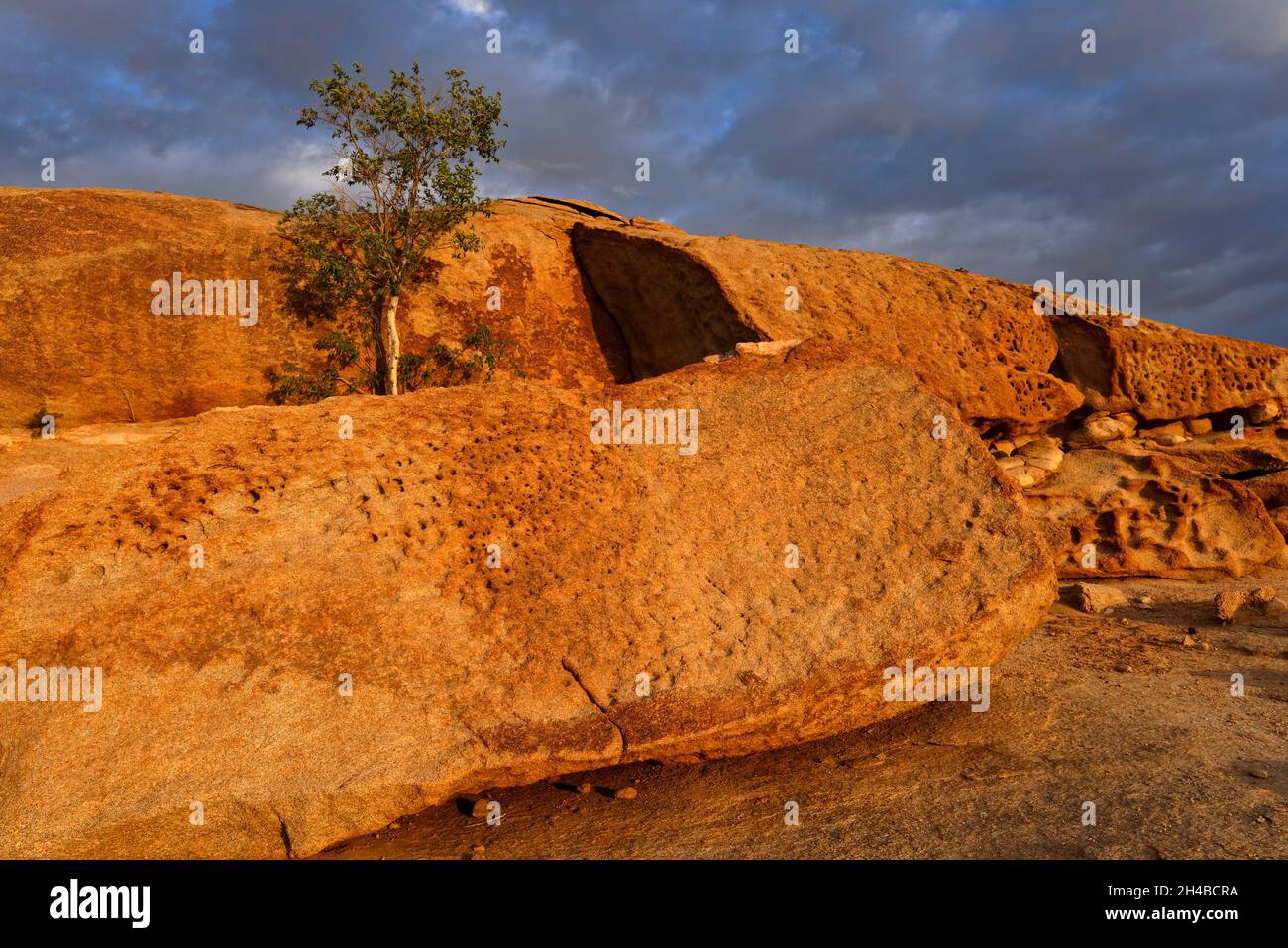 Farm Wüstenquell (Wuestenquell Guest Farm): tree between granite rocks ...