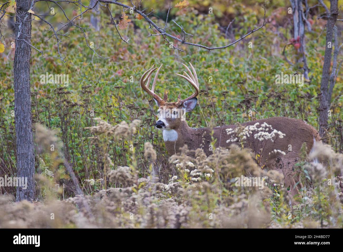 white tailed deer in autumn Stock Photo - Alamy