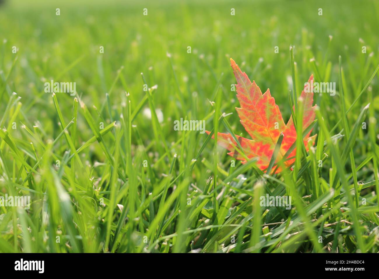 Minnesota leaf hi-res stock photography and images - Alamy