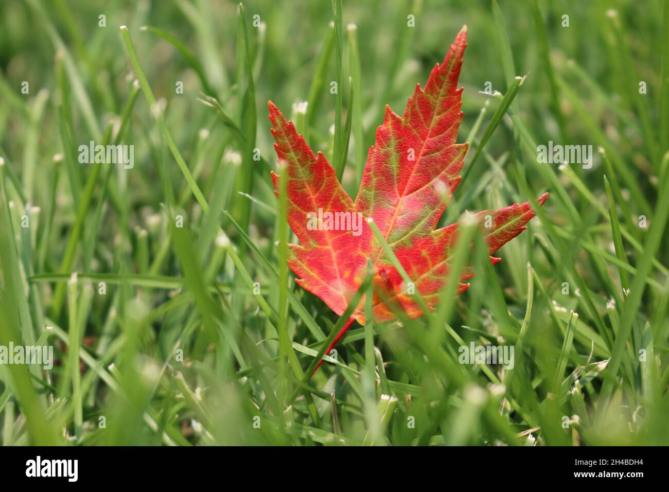 One leaf hi-res stock photography and images - Alamy