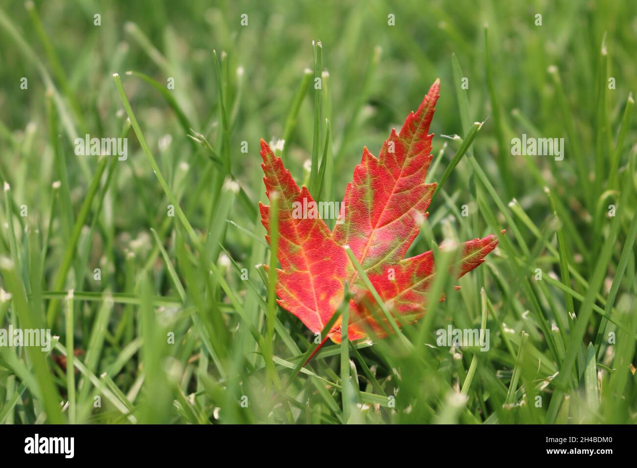 Minnesota leaf hi-res stock photography and images - Alamy