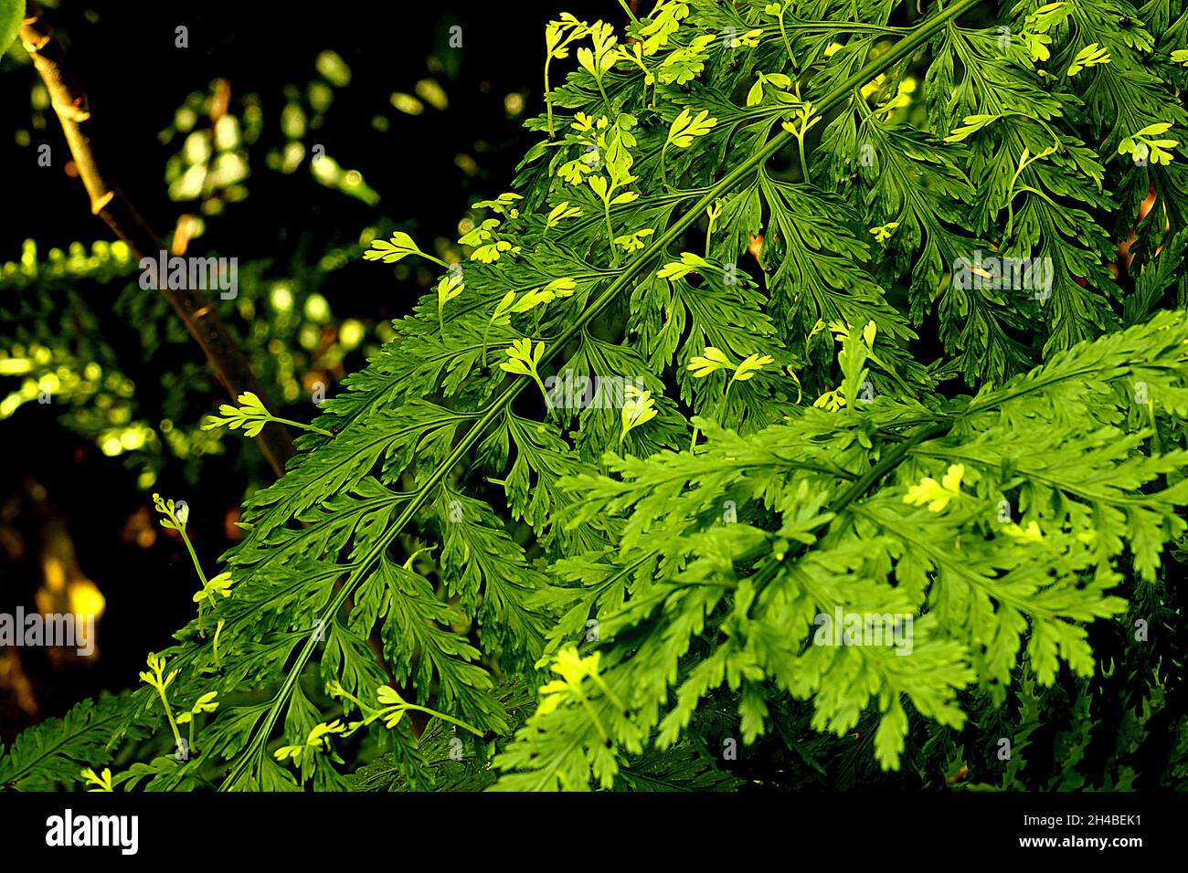 New Zealand hen and chicken fern (Asplenium bulbifurm Stock Photo - Alamy