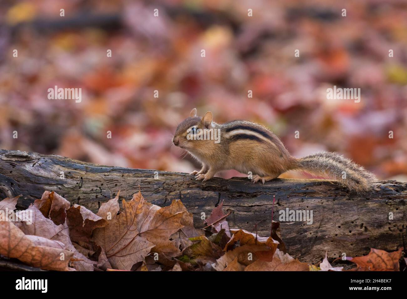Fat chipmunk hi-res stock photography and images - Alamy