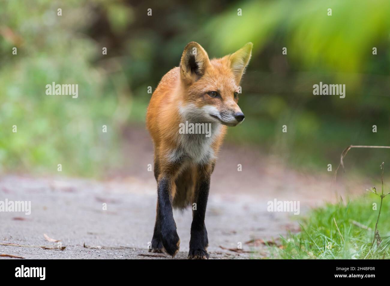 Cute young red fox in autumn Stock Photo - Alamy