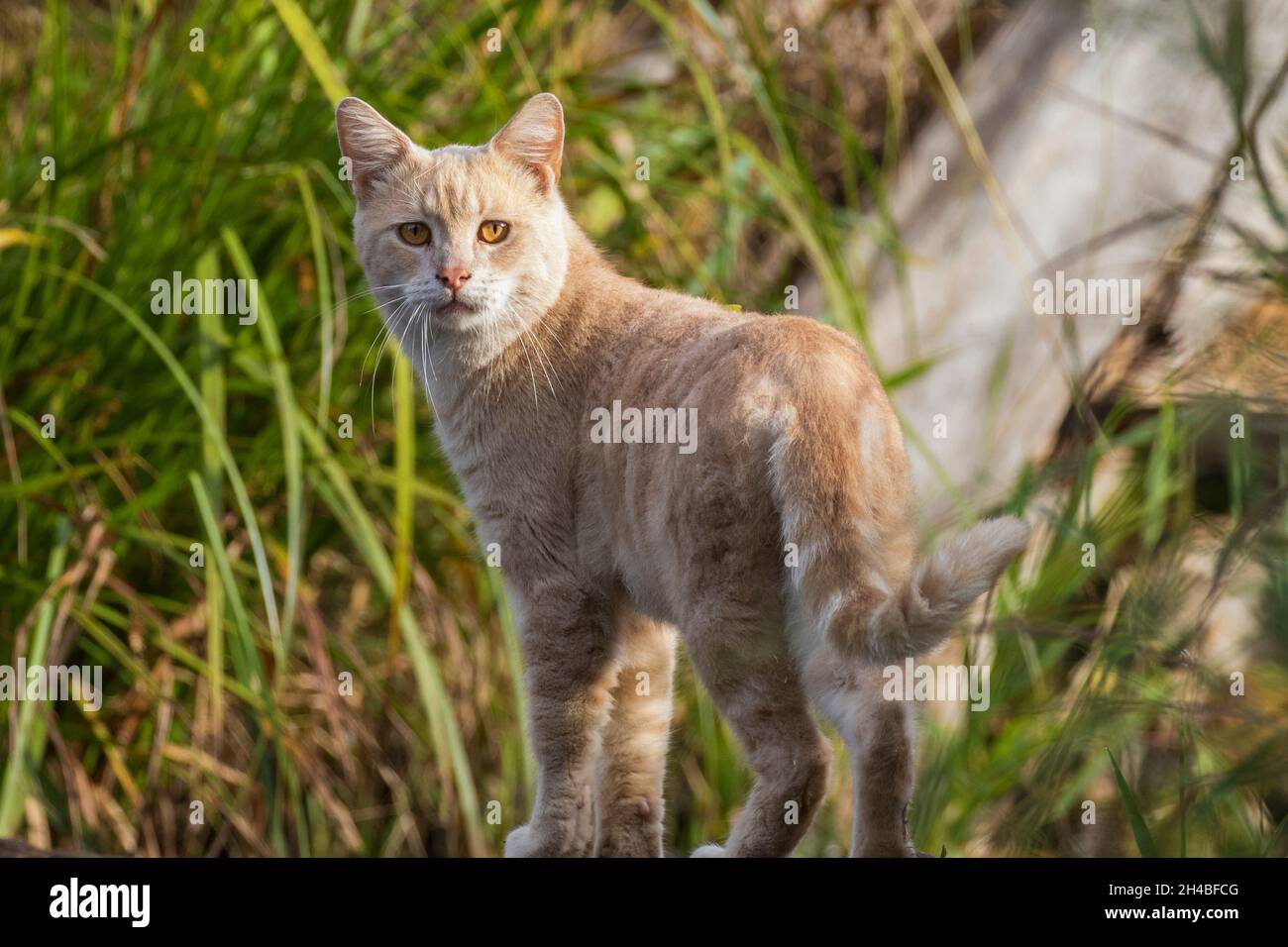 Maroon cat hi-res stock photography and images - Alamy
