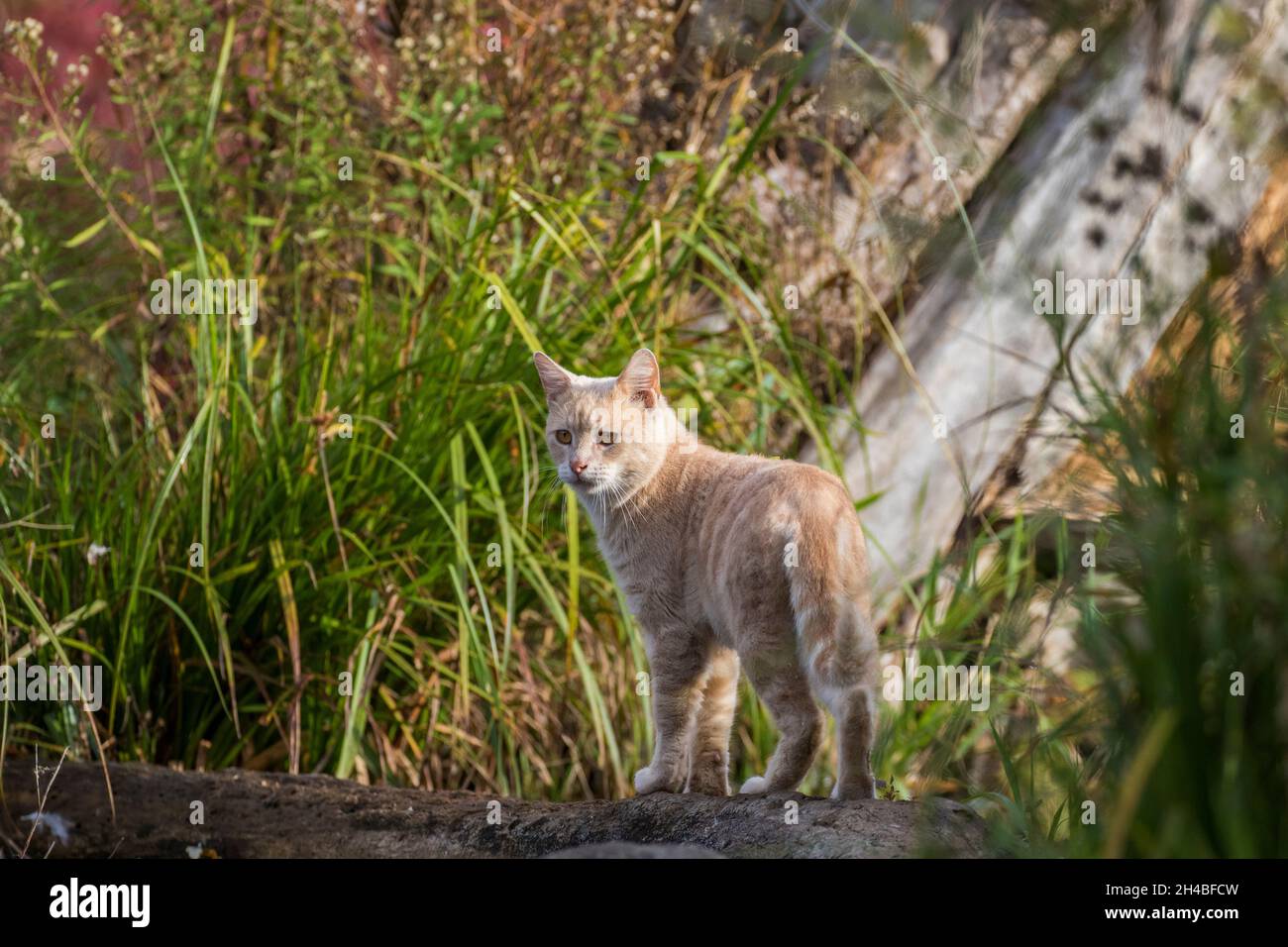 Maroon cat hi-res stock photography and images - Alamy