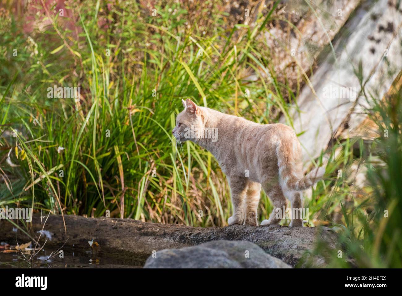 Maroon cat hi-res stock photography and images - Alamy
