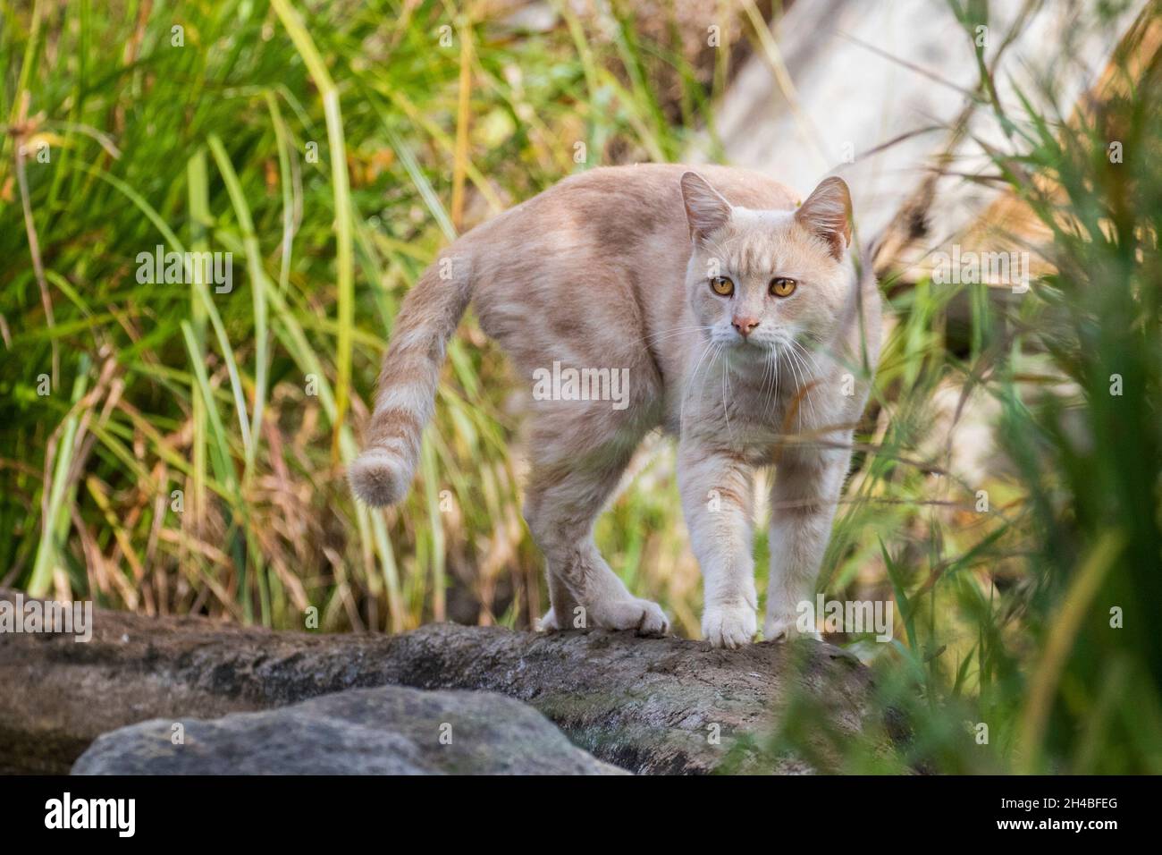 Maroon cat hi-res stock photography and images - Alamy