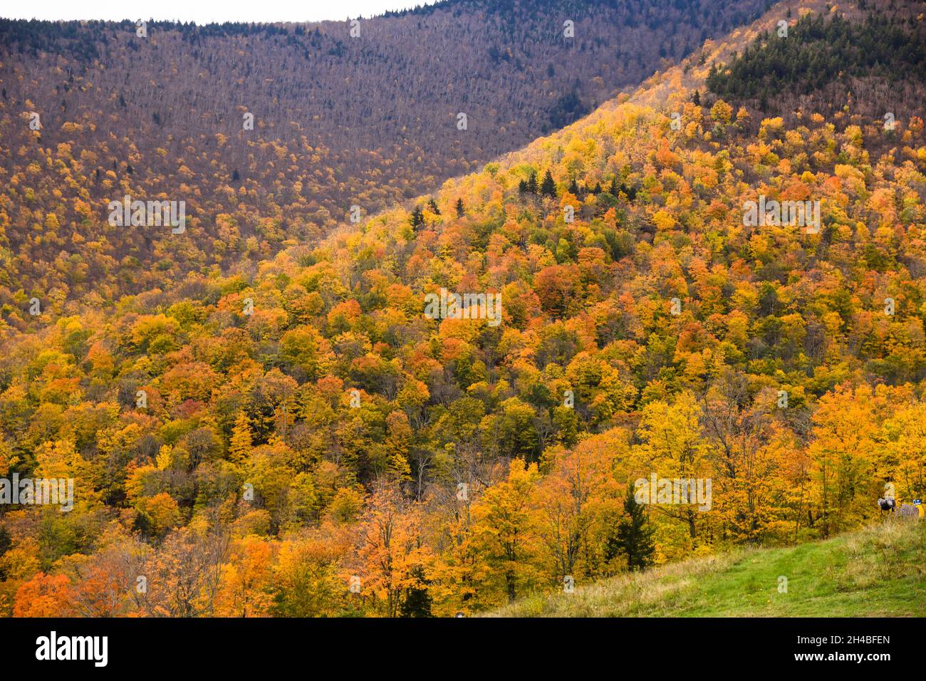 Scenic landscape with beautiful colorful trees in mountains, golden ...