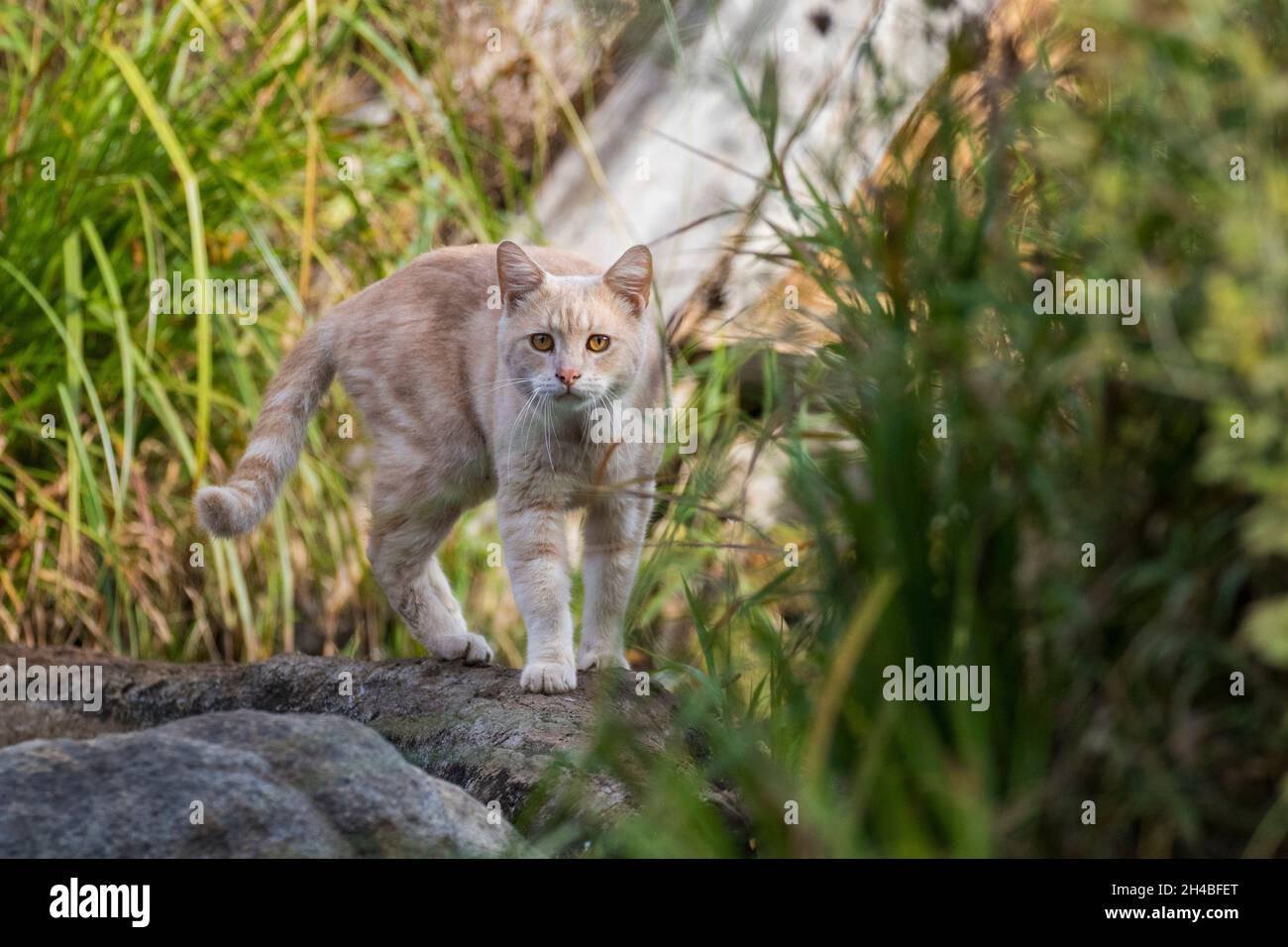 Beautiful feral cat in autumn Stock Photo - Alamy