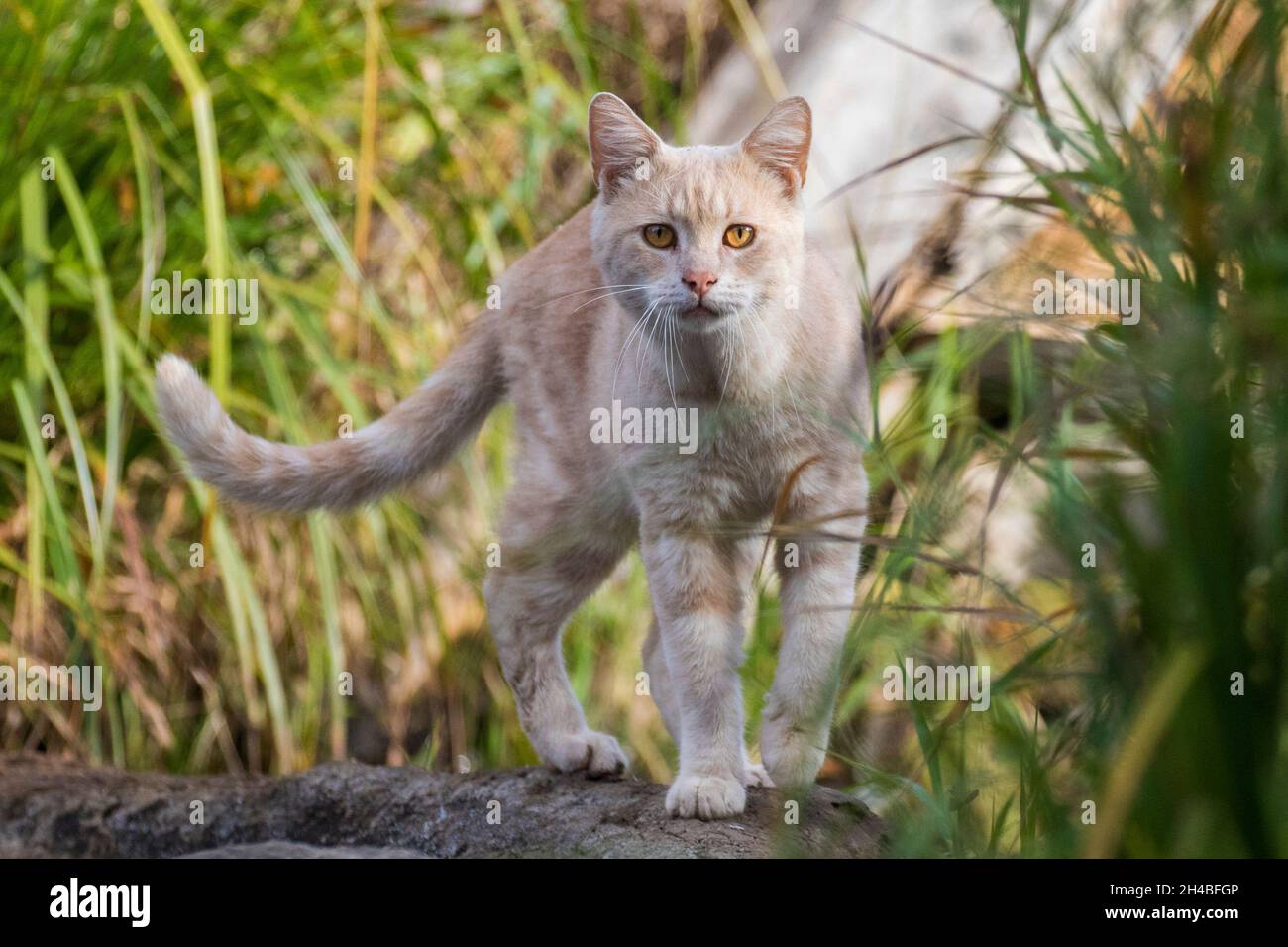 Maroon cat hi-res stock photography and images - Alamy