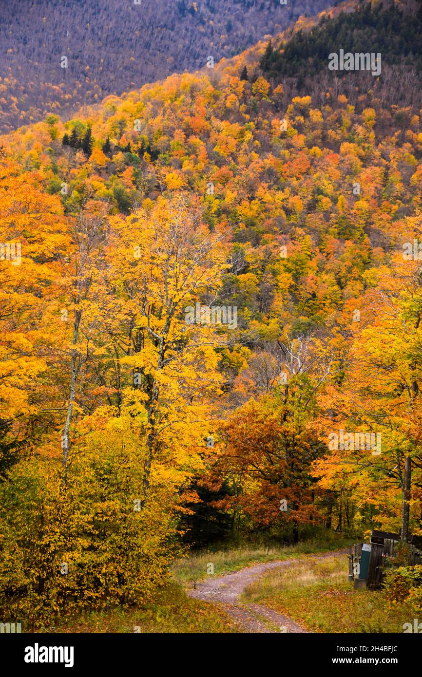 Golden autumn in the mountains, path among the beautiful colorful trees ...
