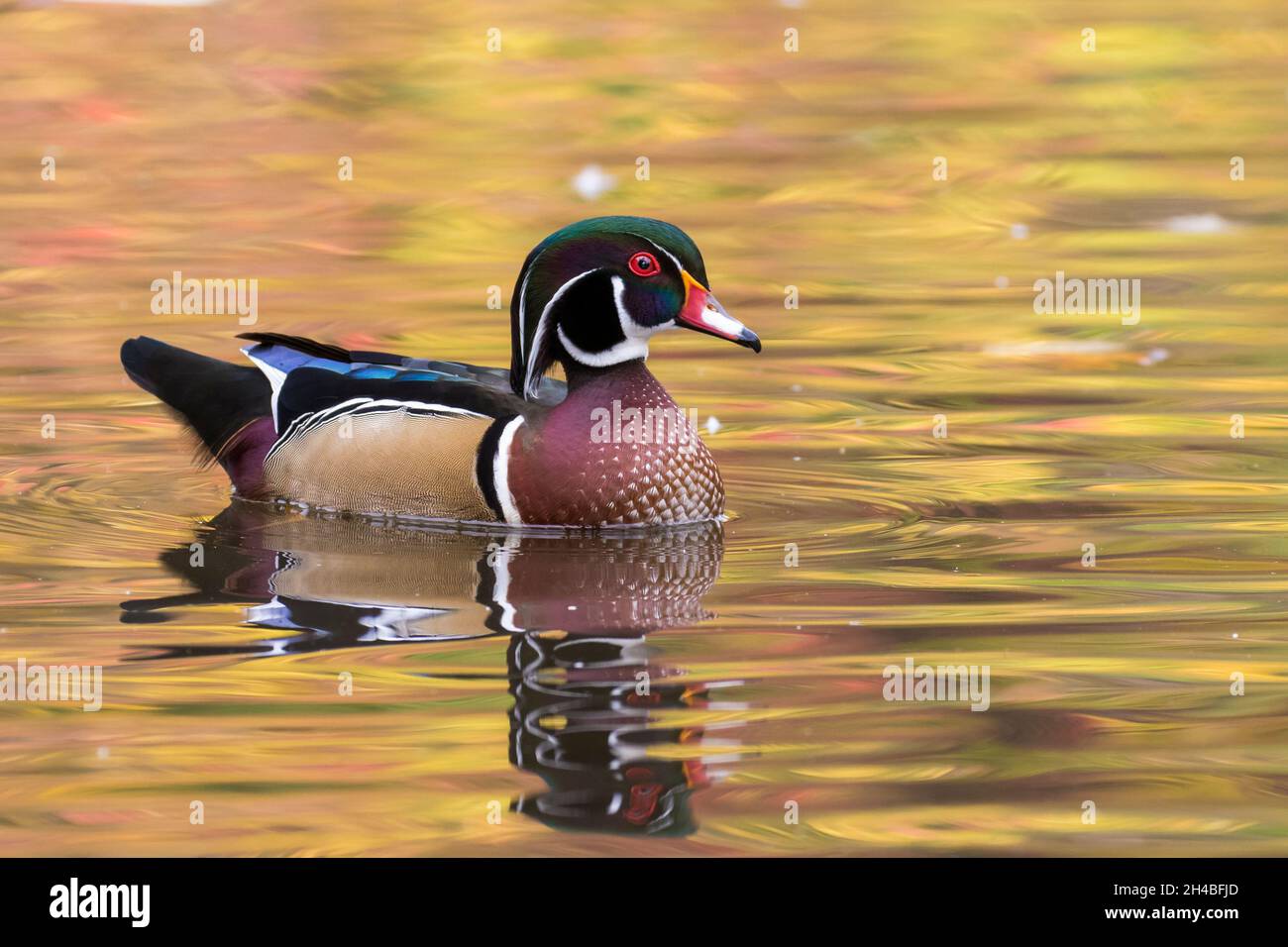 Adult male carolina duck hi-res stock photography and images - Alamy