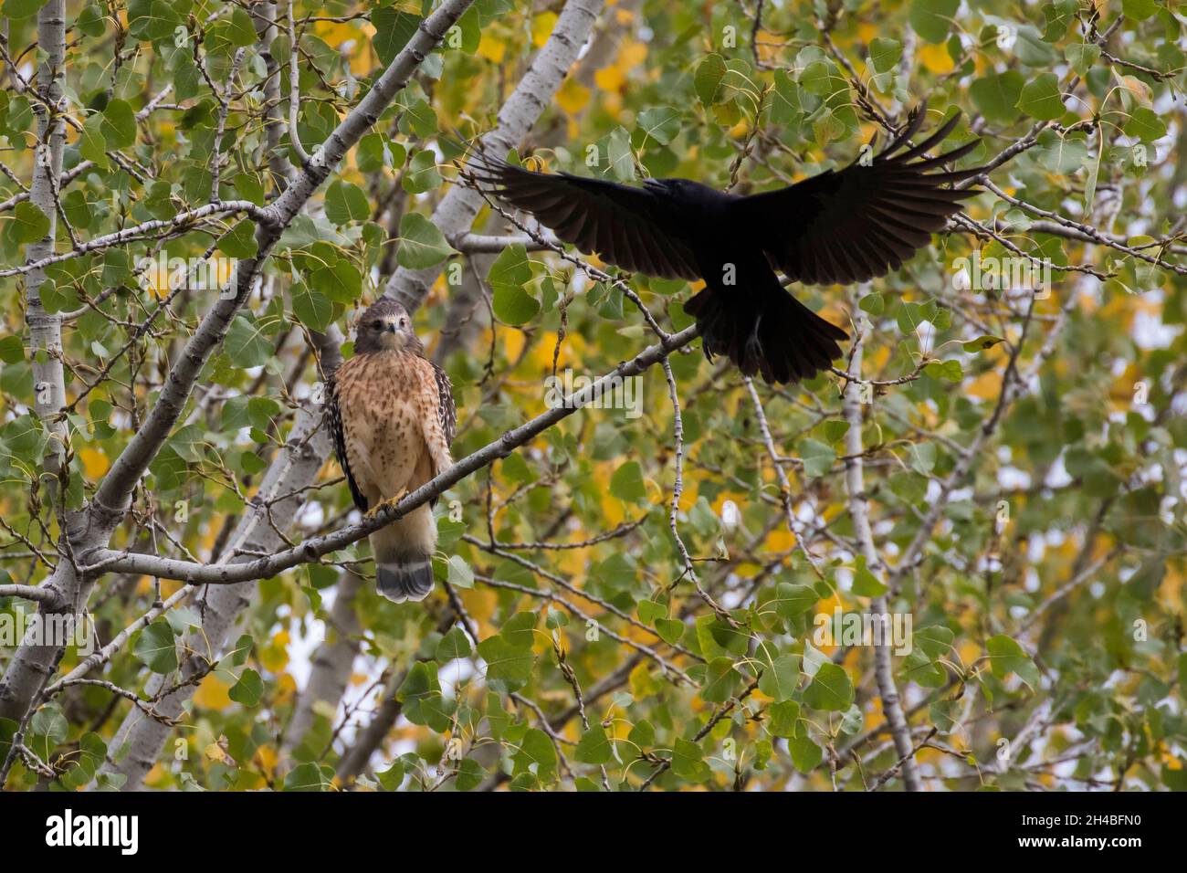 red-shouldered hawk (Buteo lineatus) vs American crow Stock Photo - Alamy