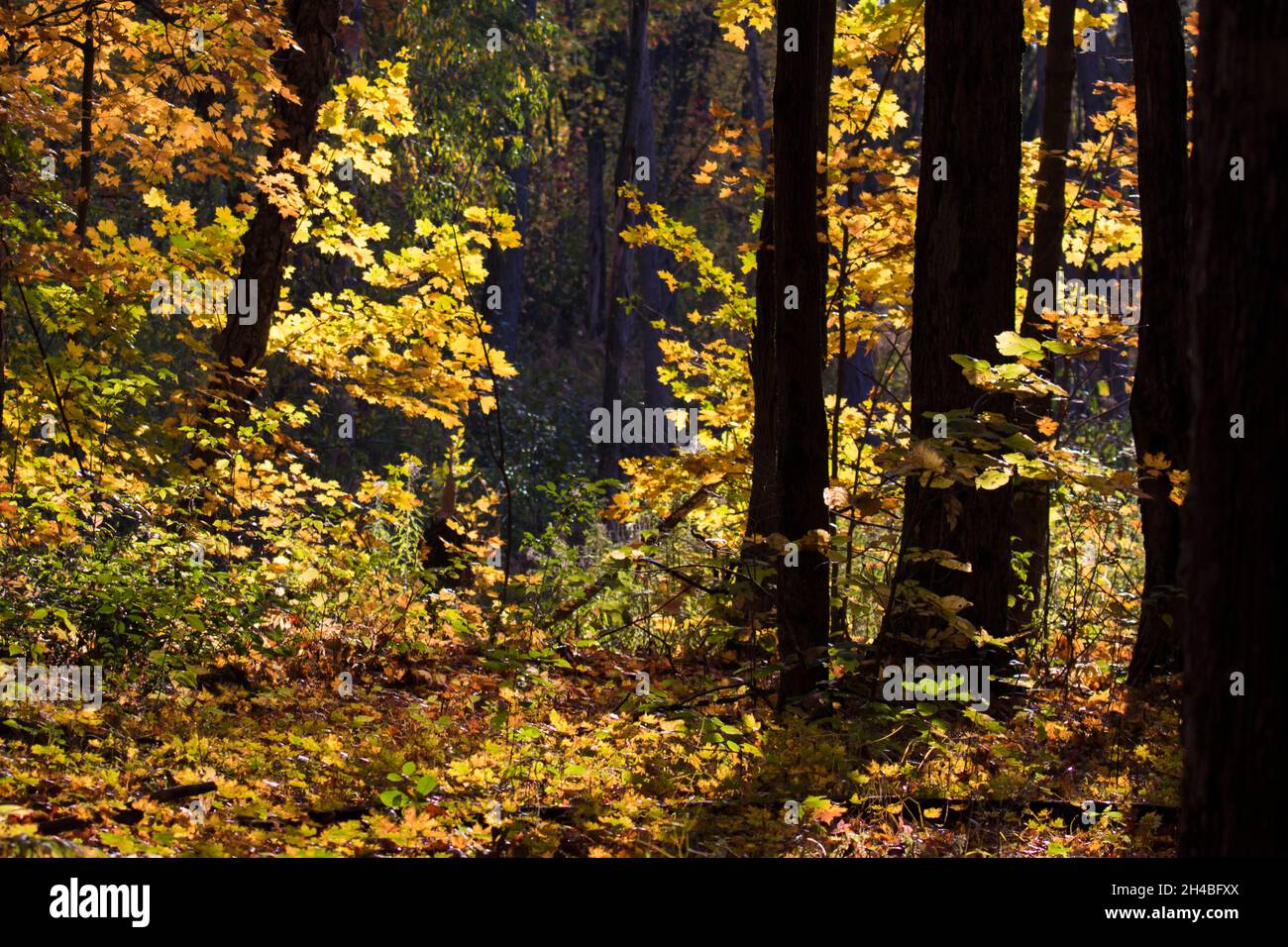 Maple forest in late Canadian autumn Stock Photo - Alamy