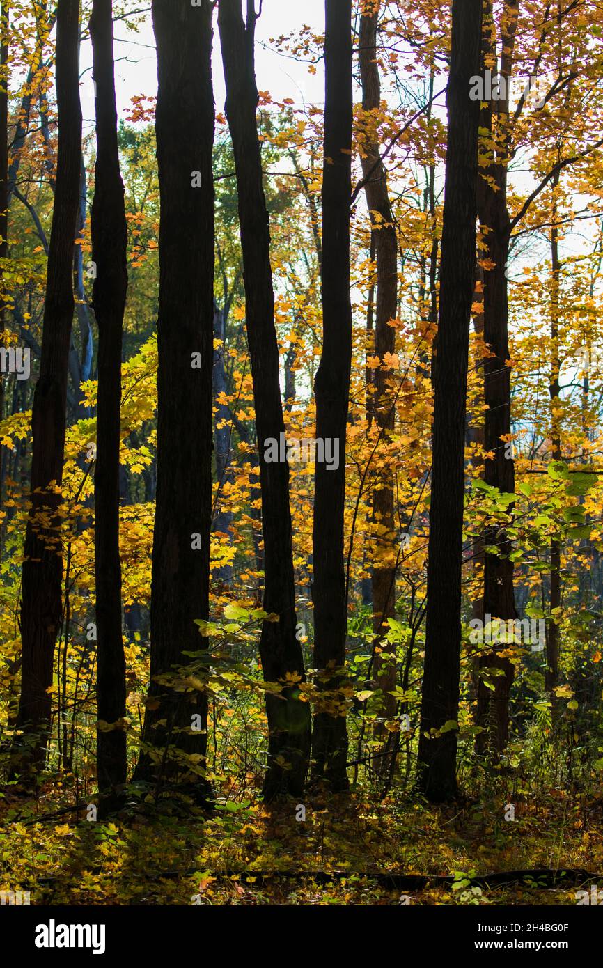 Maple forest in late Canadian autumn Stock Photo - Alamy