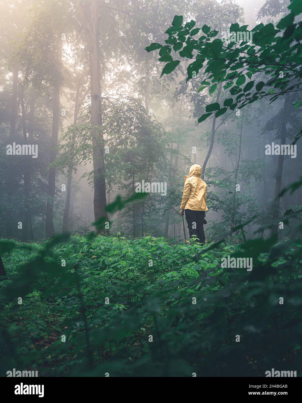 Moody forest scene hi-res stock photography and images - Alamy