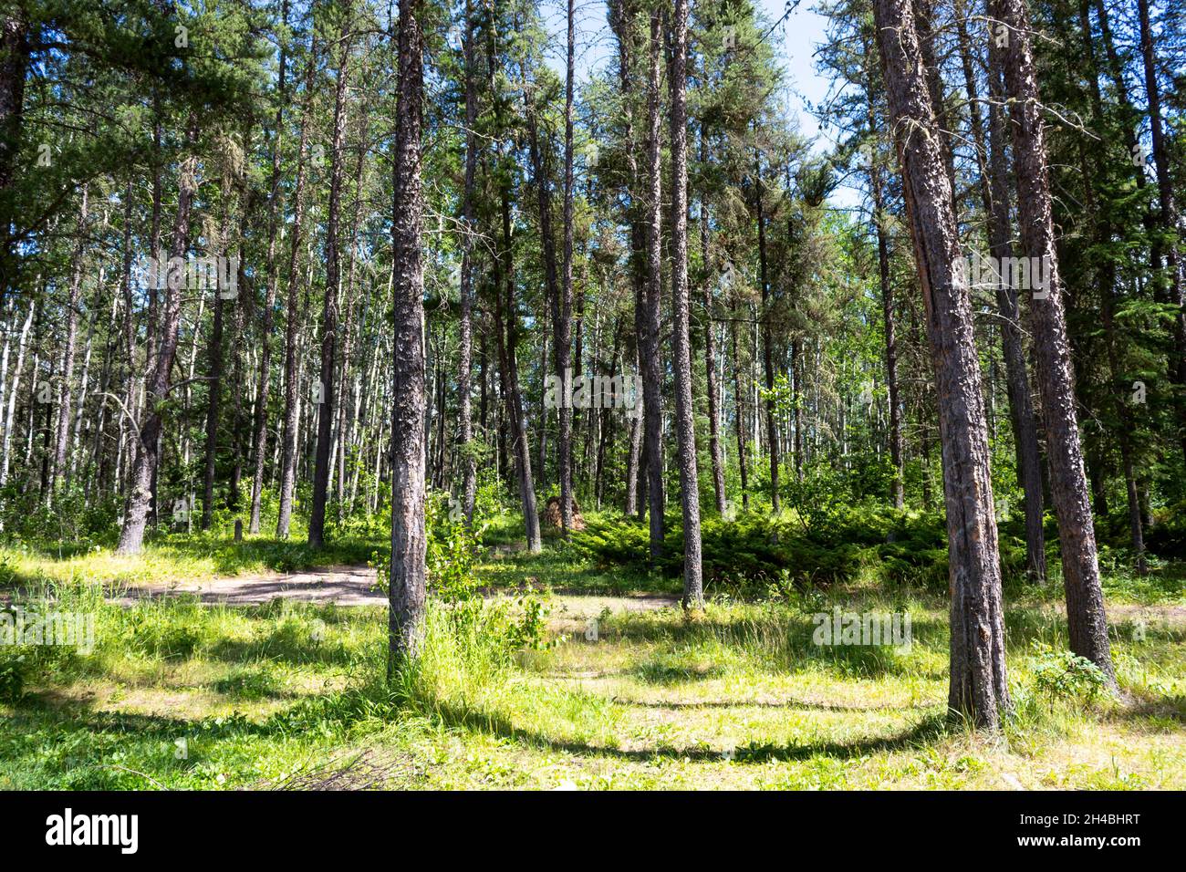 old trees through an Alberta forest with grass and ground cover, blue ...