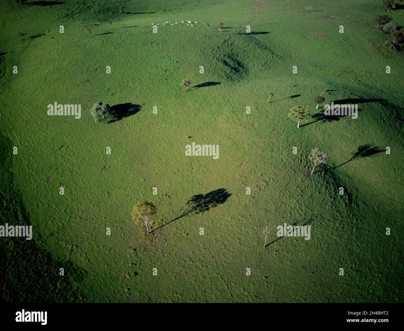 Aerial of rolling green hills of pastoral landscape for cattle grazing ...