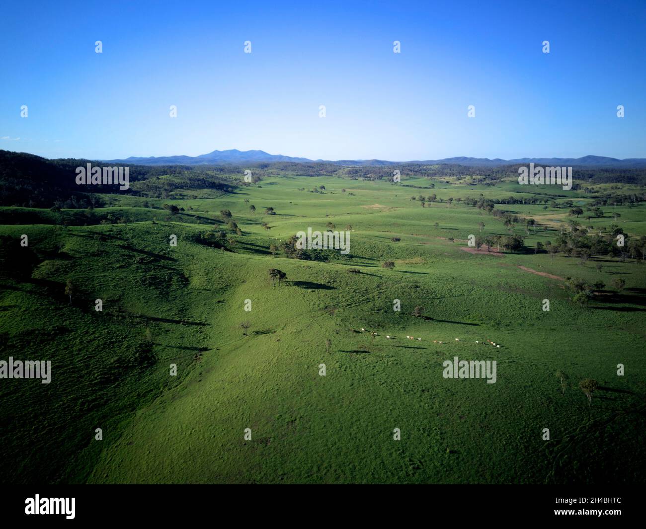 Aerial of rolling green hills of pastoral landscape for cattle grazing ...
