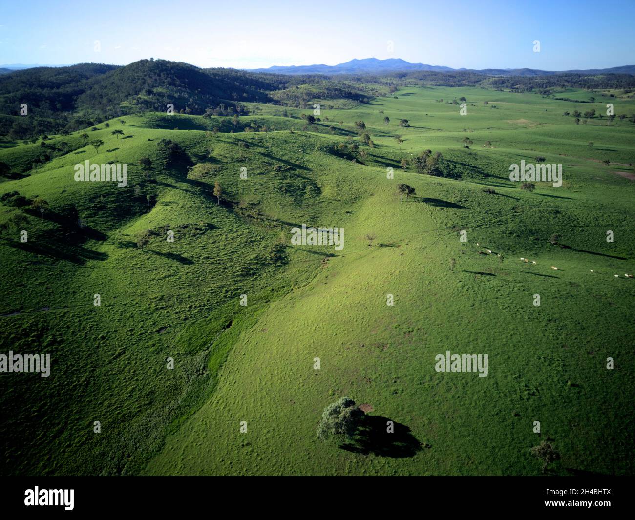 Aerial of rolling green hills of pastoral landscape for cattle grazing ...