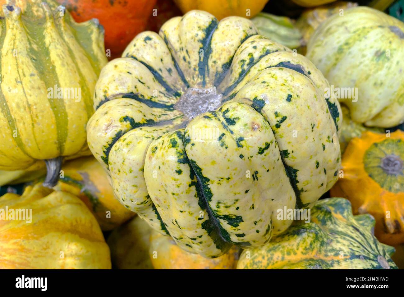 Pumpkins of different sizes hi-res stock photography and images - Alamy