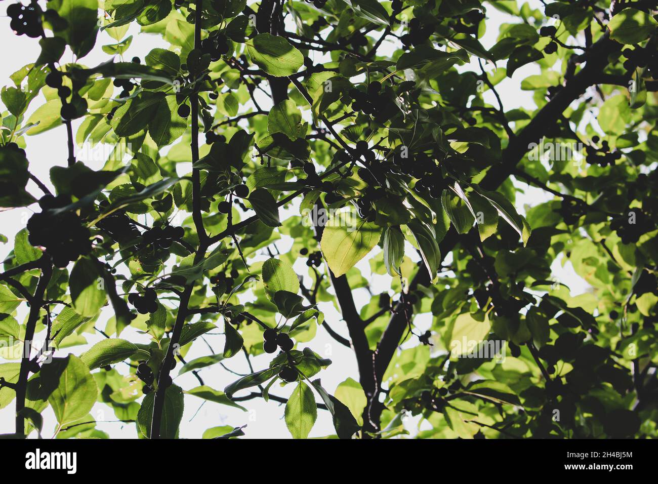 Sunlight coming through tree branches hi-res stock photography and ...