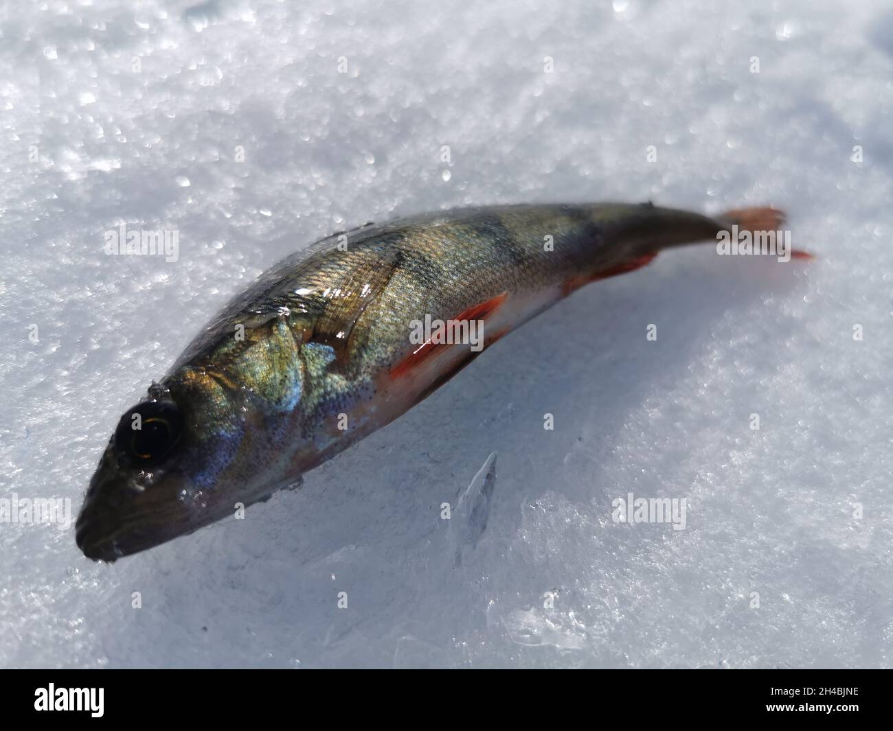 Caught fishes hi-res stock photography and images - Alamy