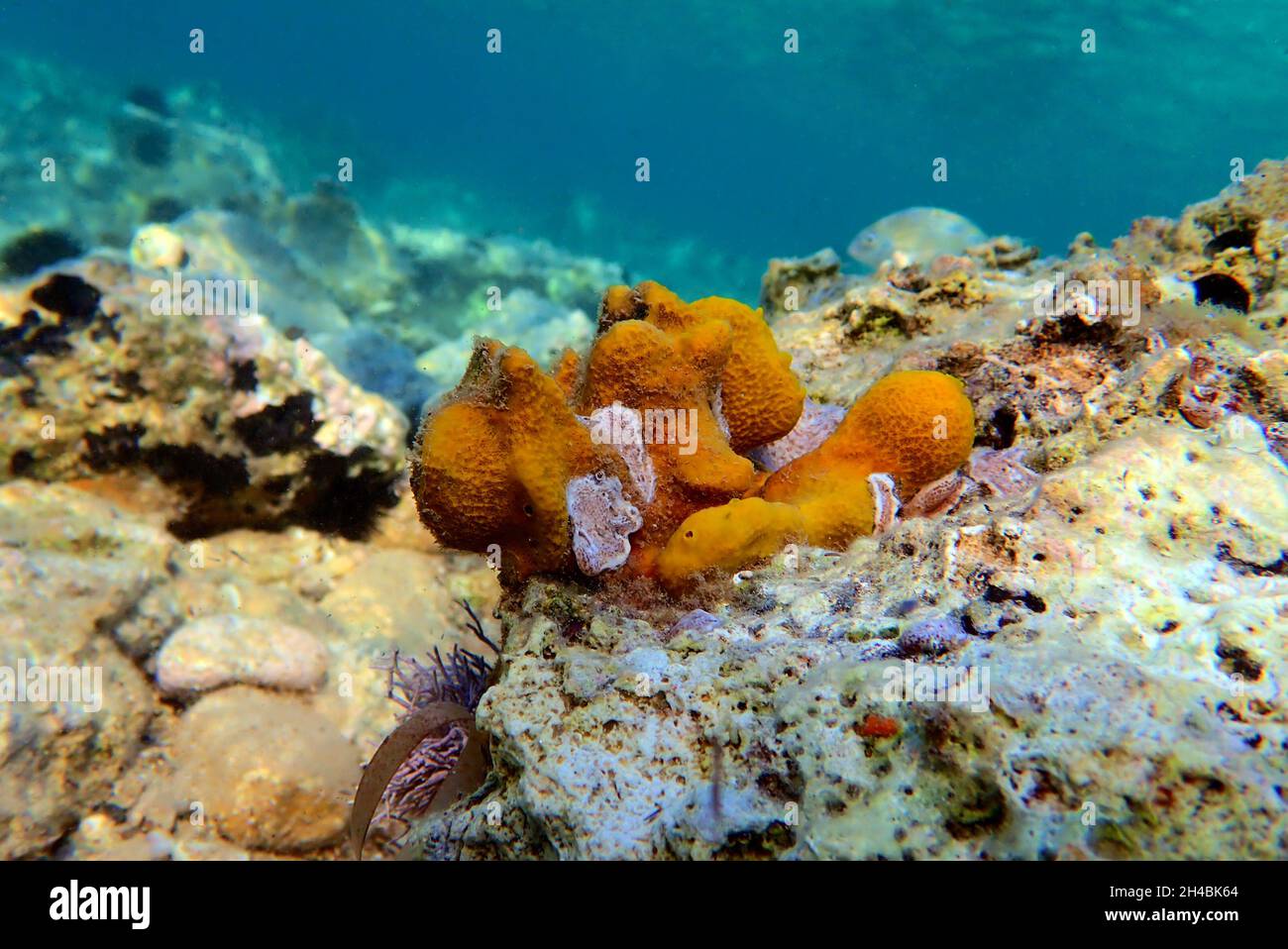 Mediterranean Yellow tube sea sponge - Aplysina aerophoba Stock Photo ...