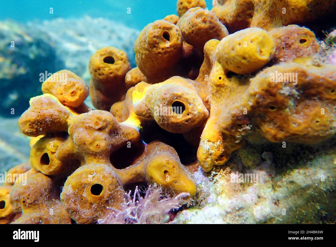 Yellow Sea Sponge