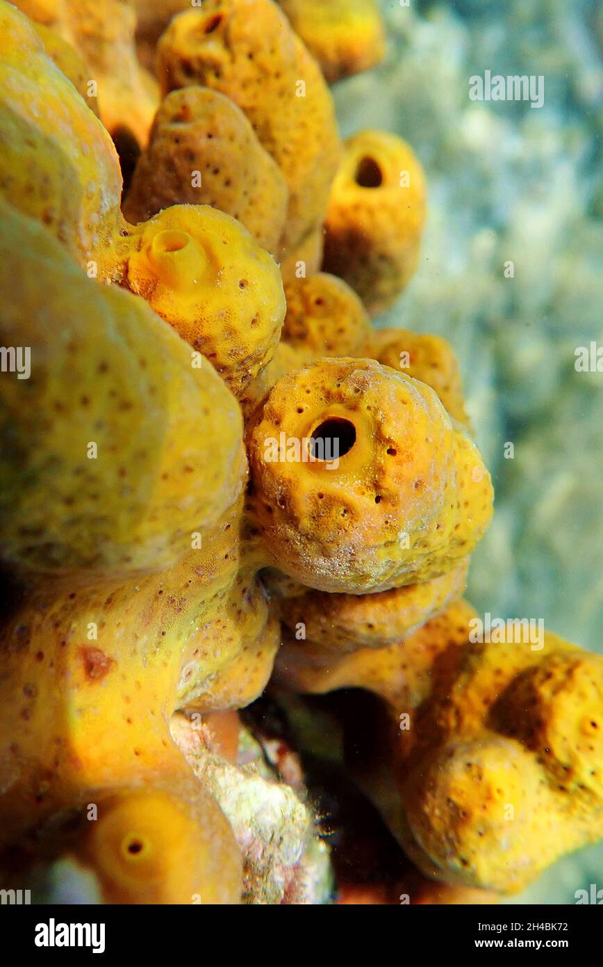 Mediterranean Yellow tube sea sponge - Aplysina aerophoba Stock Photo ...