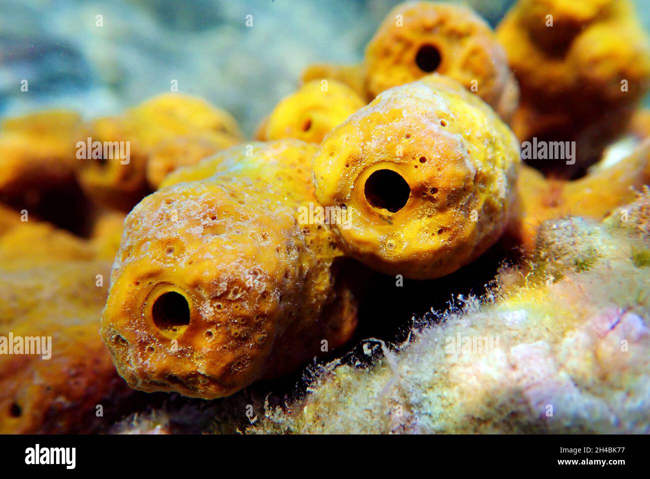 Mediterranean Yellow tube sea sponge - Aplysina aerophoba Stock Photo ...