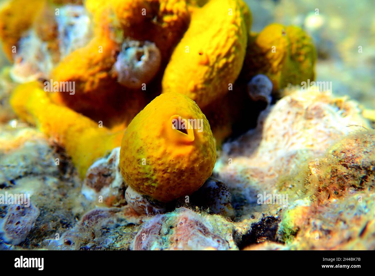 Mediterranean Yellow tube sea sponge - Aplysina aerophoba Stock Photo ...